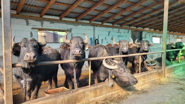 Ferma de la Șardu: doi frați și 85 de bivoli! : Revista Ferma