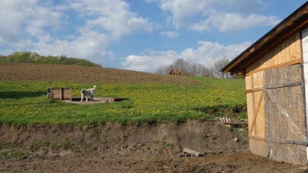 Ferma de la Șardu: doi frați și 85 de bivoli! : Revista Ferma